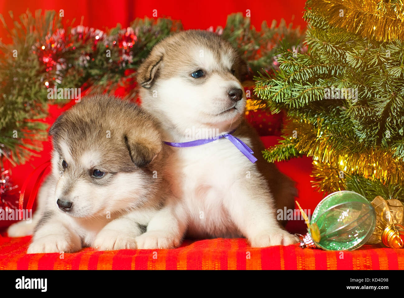 Malamute puppy with a yellow ribbon is sitting on a red background ...