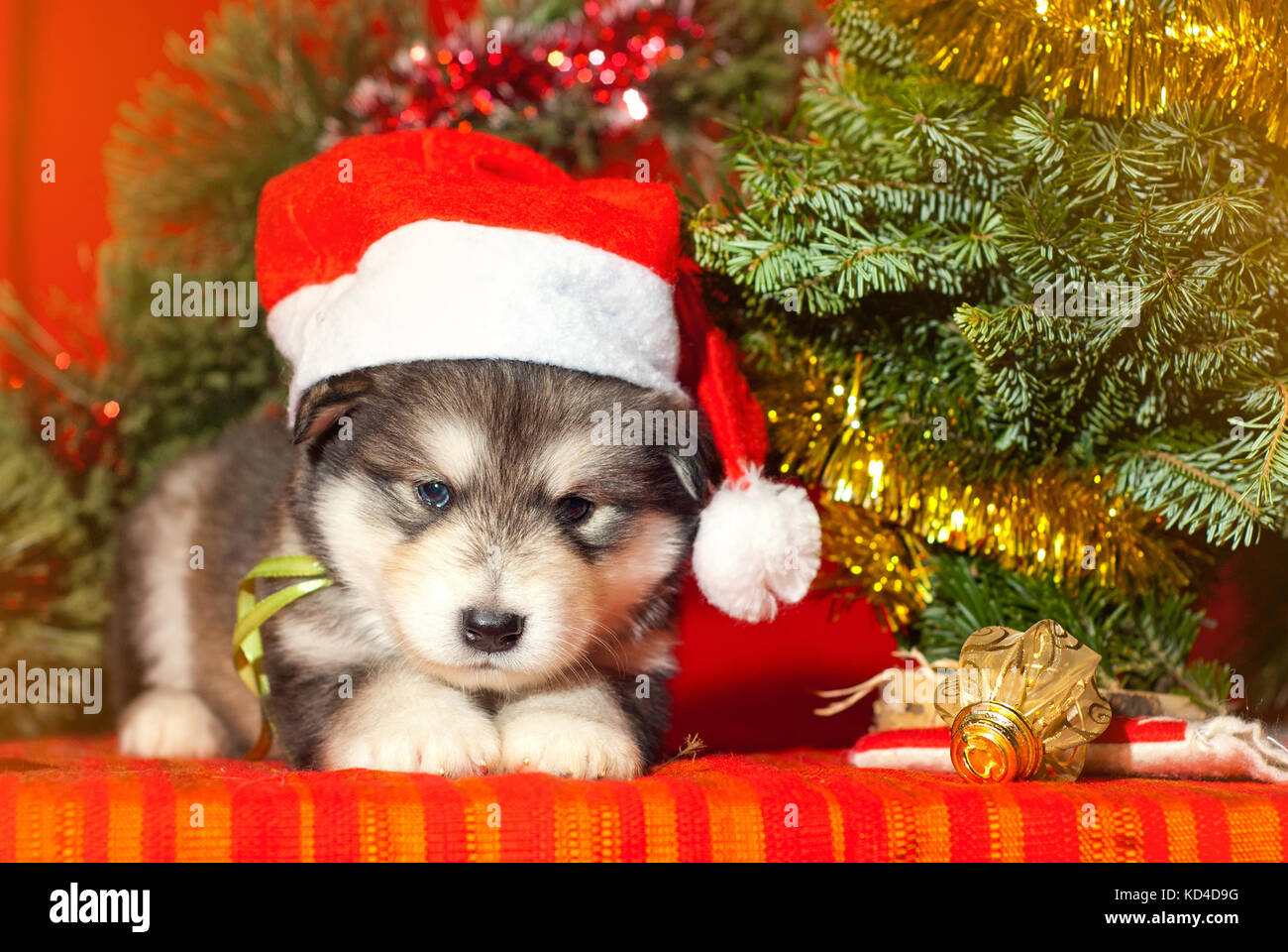 Malamute puppy with a yellow ribbon is sitting on a red background ...