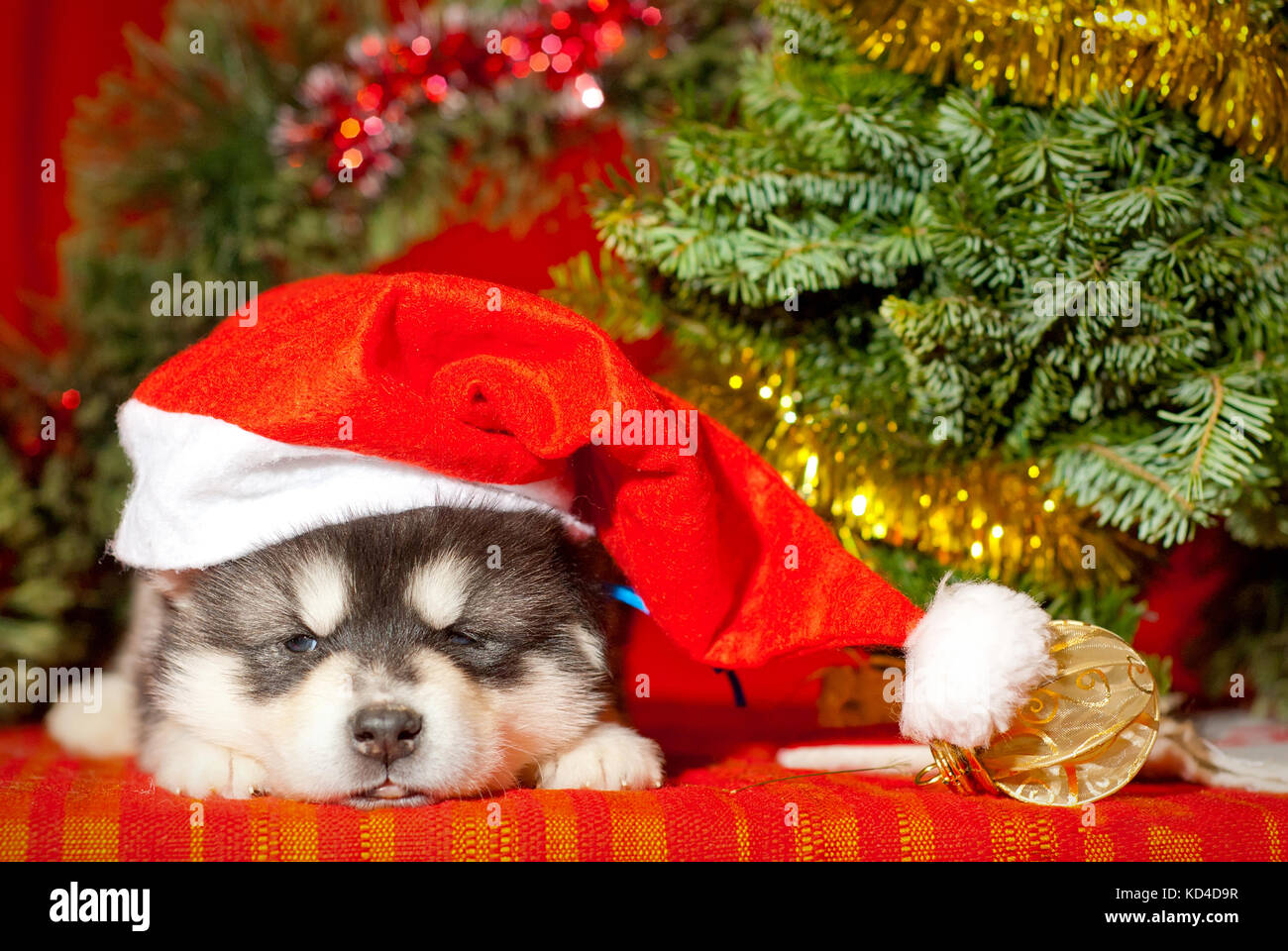 Malamute puppy with a yellow ribbon is sitting on a red background ...