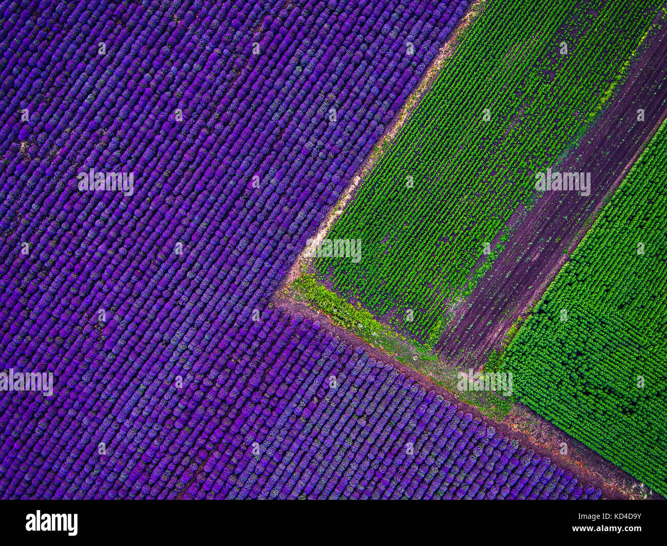 Aerial view of lavender field Stock Photo - Alamy