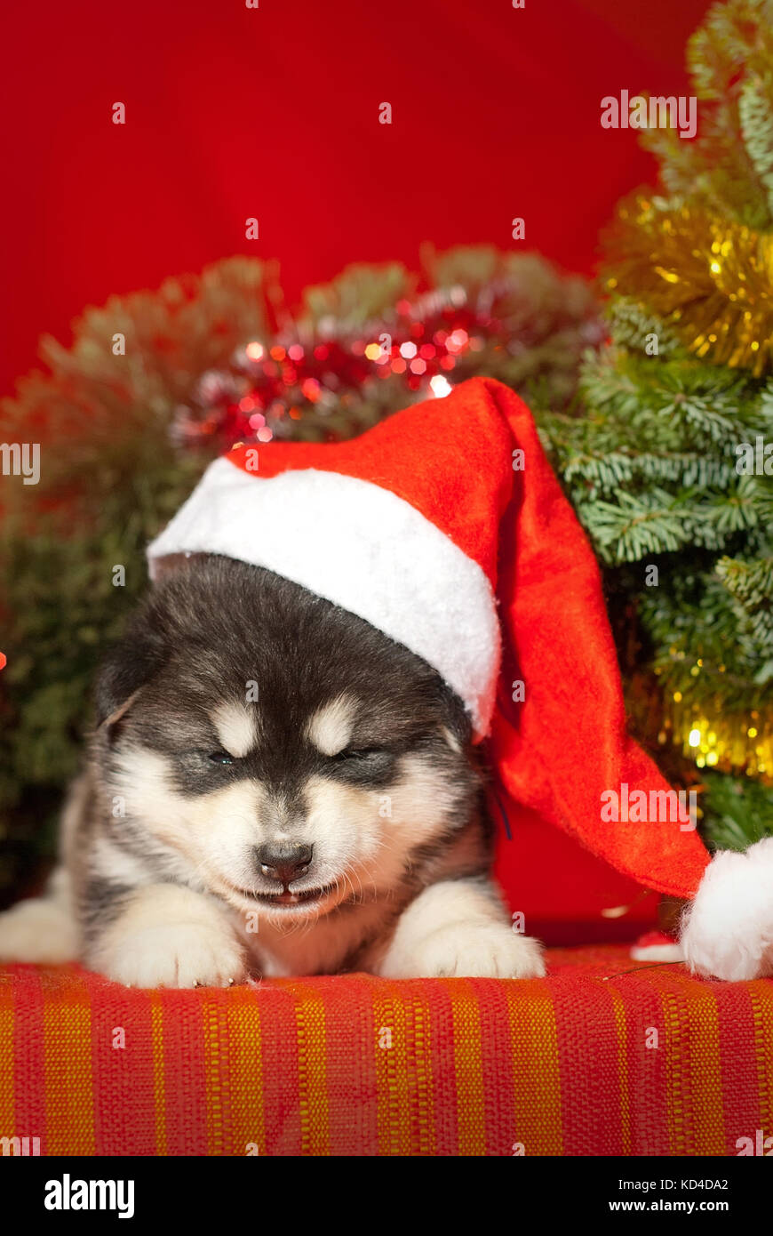 Malamute puppy with a yellow ribbon is sitting on a red background ...