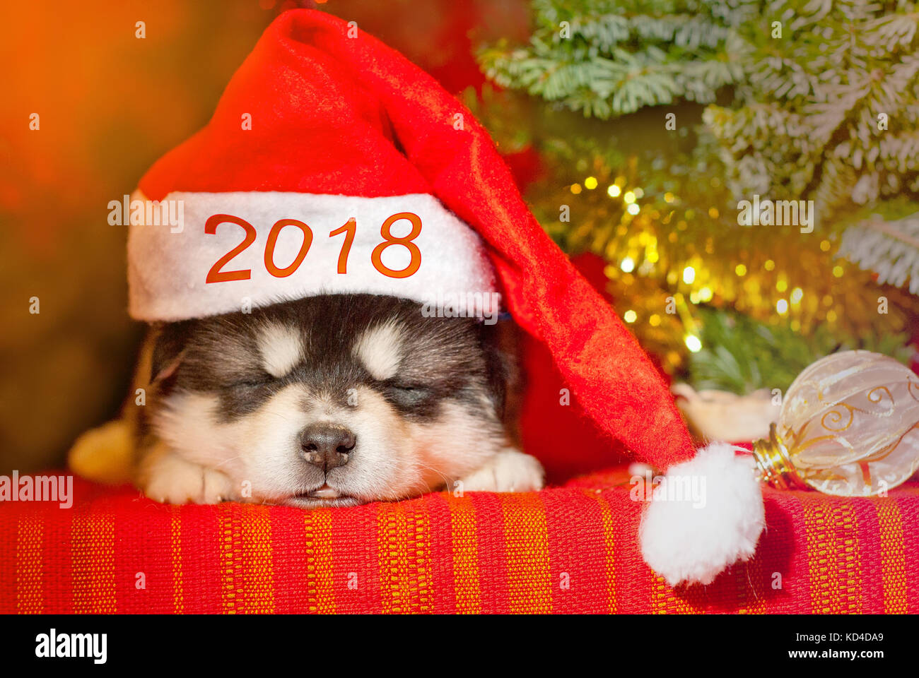 Malamute puppy with a yellow ribbon is sitting on a red background ...