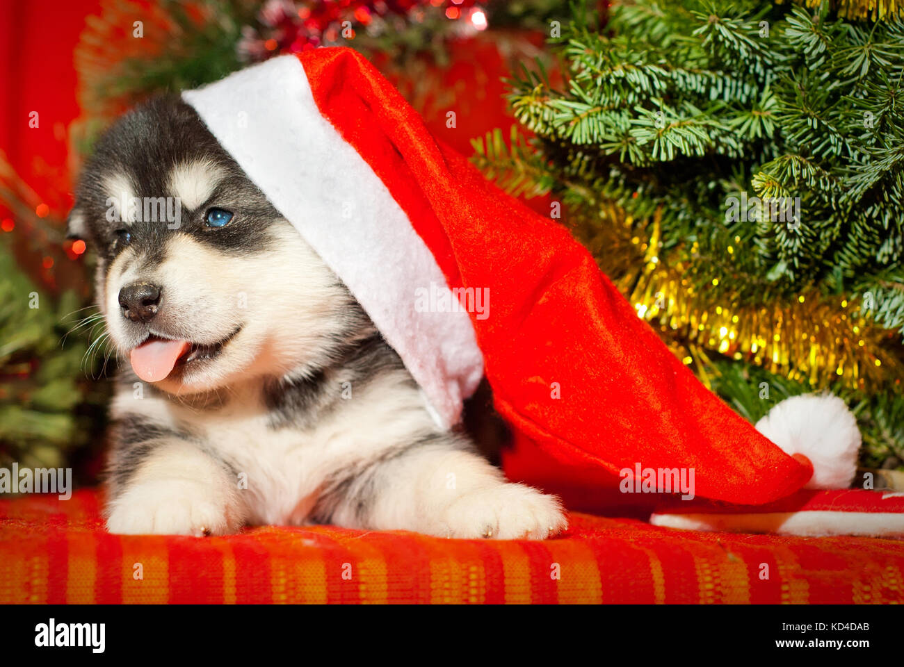 Malamute puppy with a yellow ribbon is sitting on a red background ...