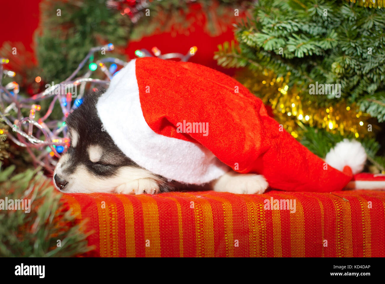Malamute puppy with a yellow ribbon is sitting on a red background ...