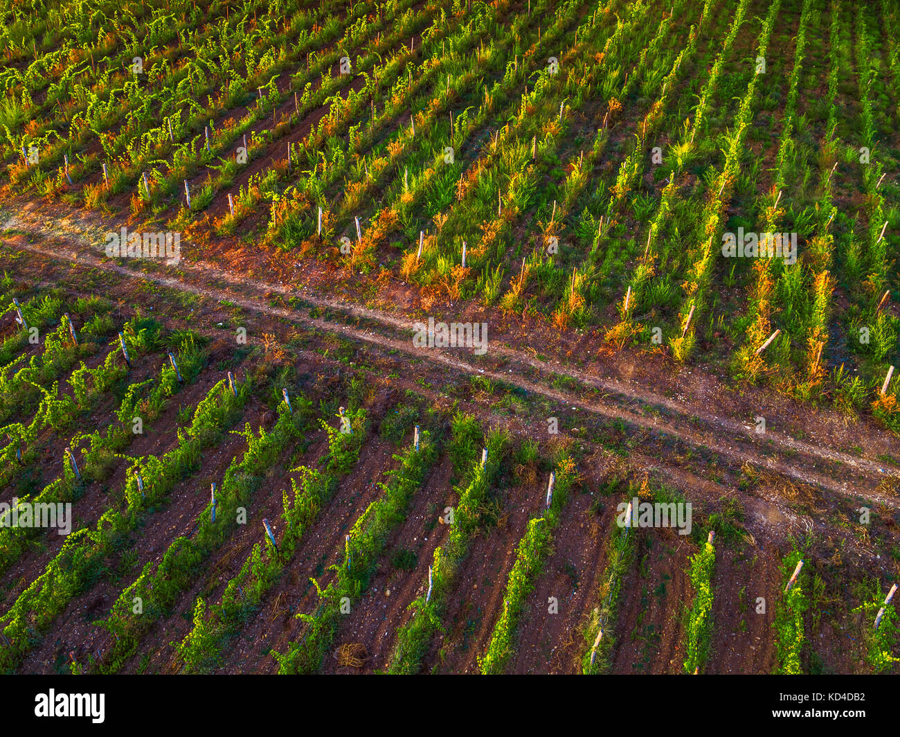 Aerial view of vineyard hi-res stock photography and images - Alamy