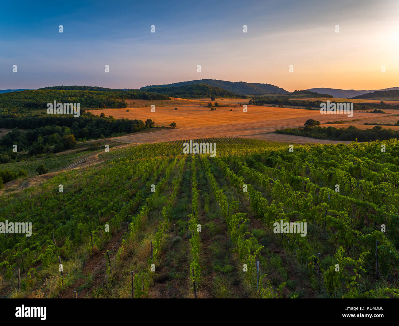Beautiful sunset over vineyard hi-res stock photography and images - Alamy