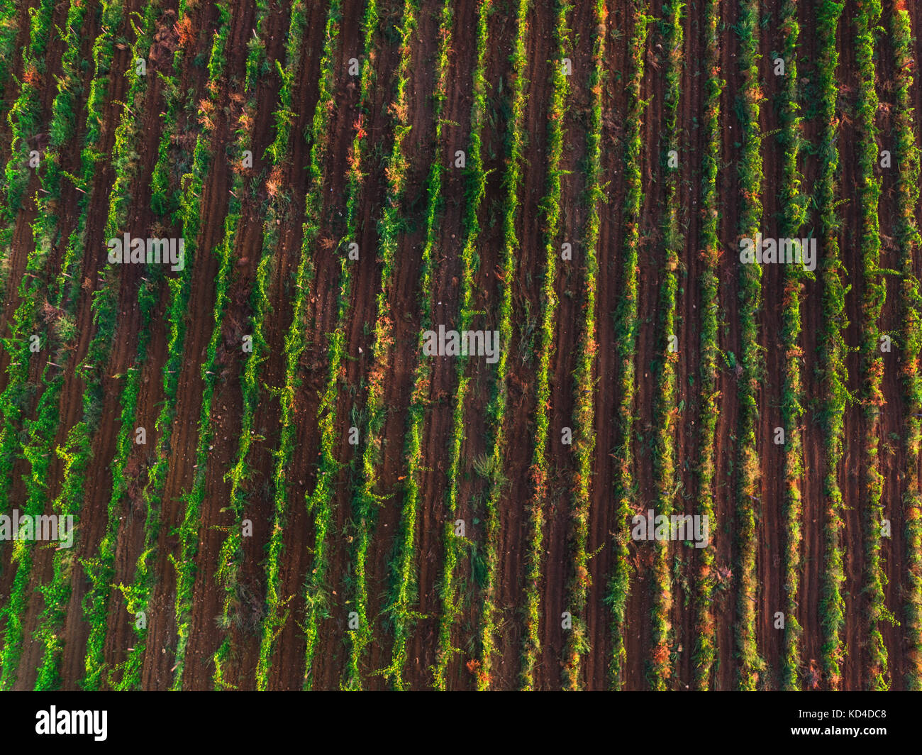 Vineyard of europe hi-res stock photography and images - Alamy