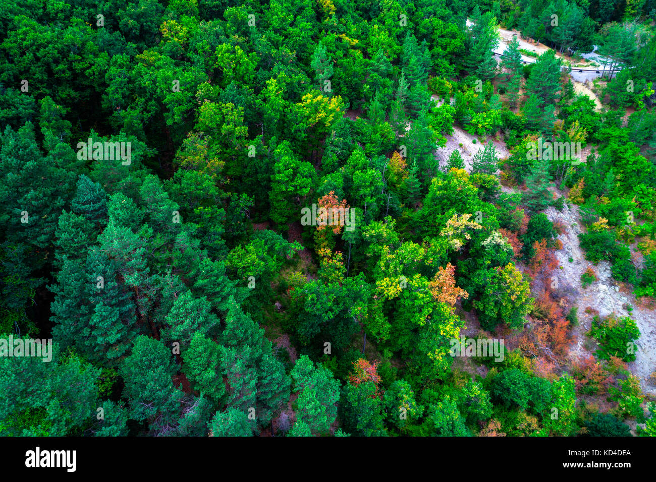 Aerial view of green pine trees in forest in high mountains landscape ...