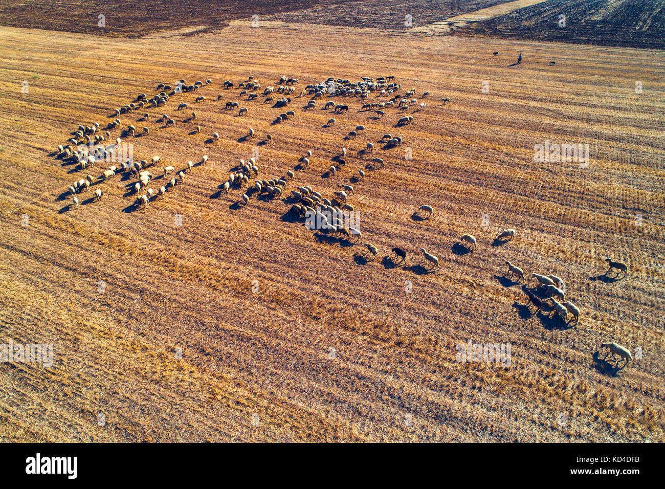 Aerial view herd sheep hi-res stock photography and images - Alamy