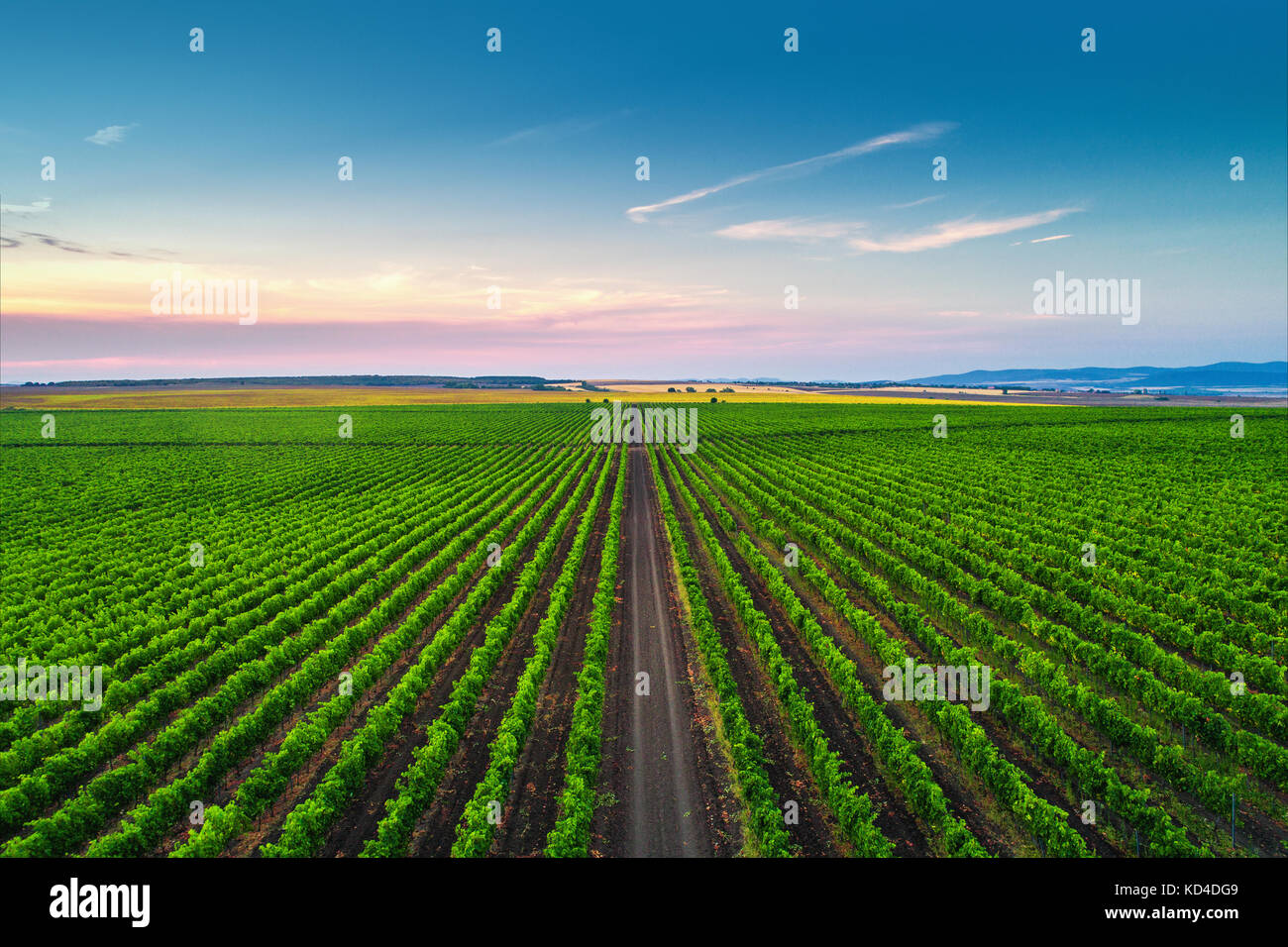 A Beautiful Sunset over vineyard in Europe Stock Photo - Alamy