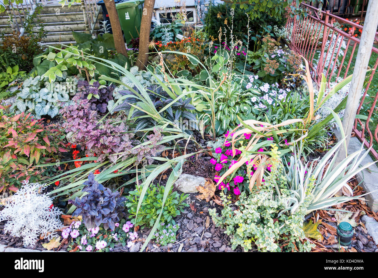 Wildflower garden in residence front yard in downtown Toronto Ontario ...