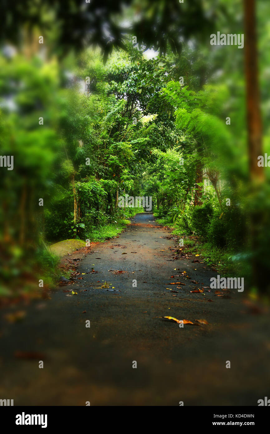 Walkway Lane Path With Green Trees in Forest. Beautiful Pathway Way ...
