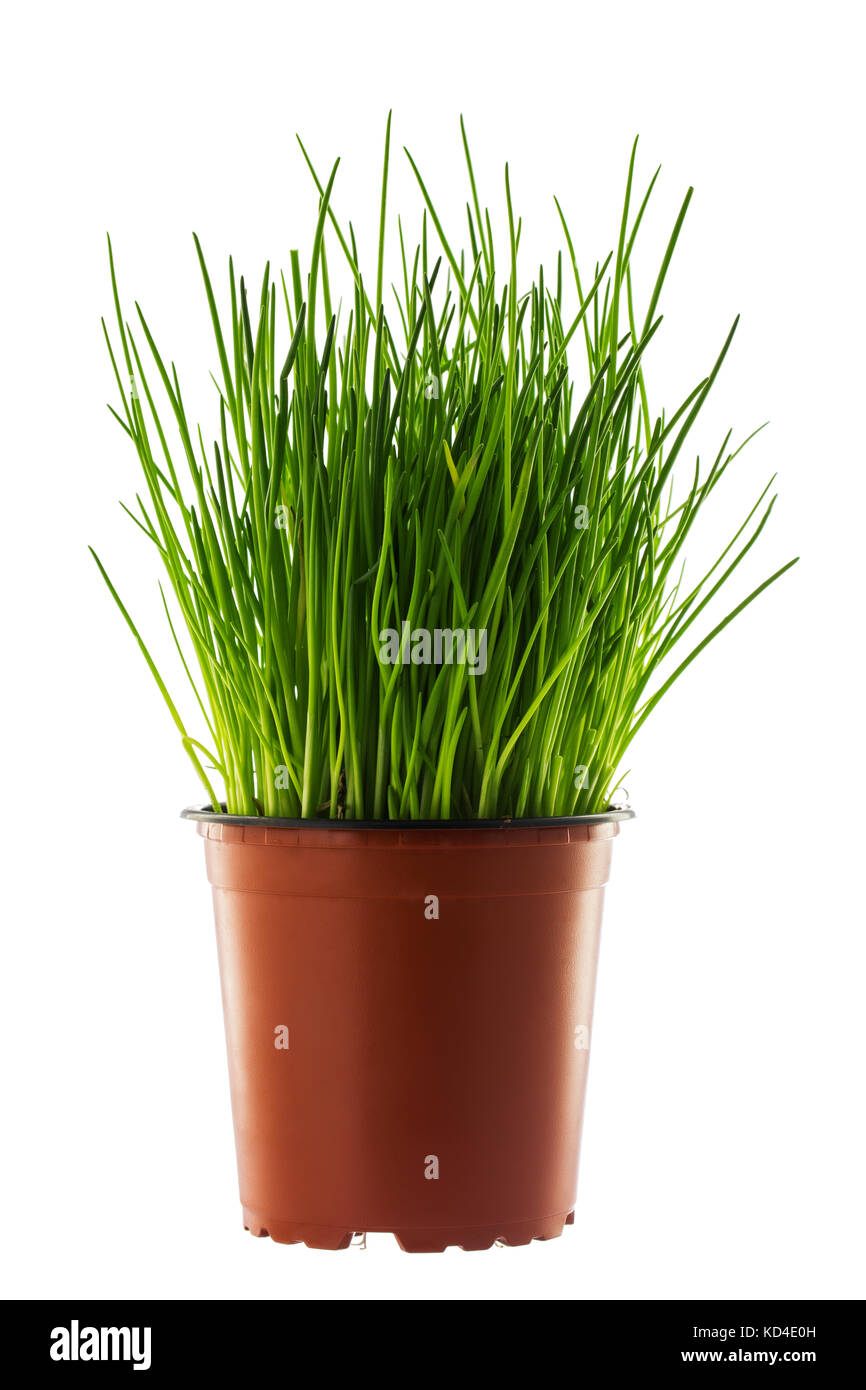 Wild onion in a brown flower pot isolated on white background Stock ...