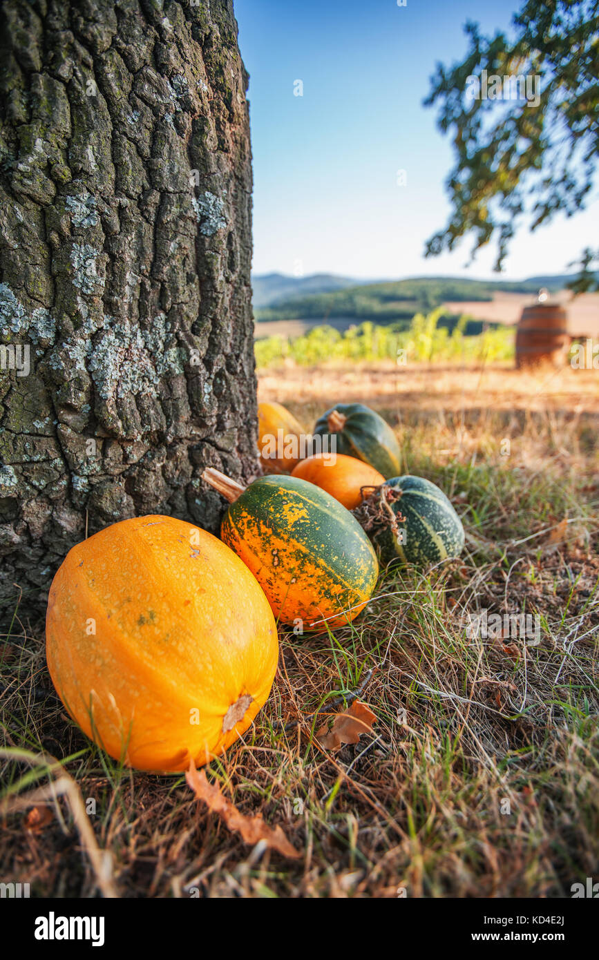 Fall trees with pumpkins hi-res stock photography and images - Alamy