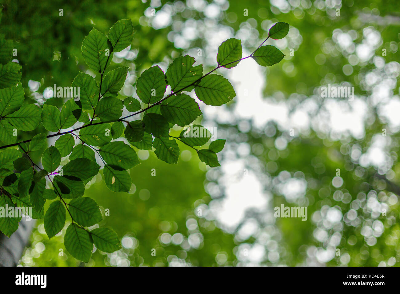 Beautiful nature at morning in the misty spring forest with sunshine ...
