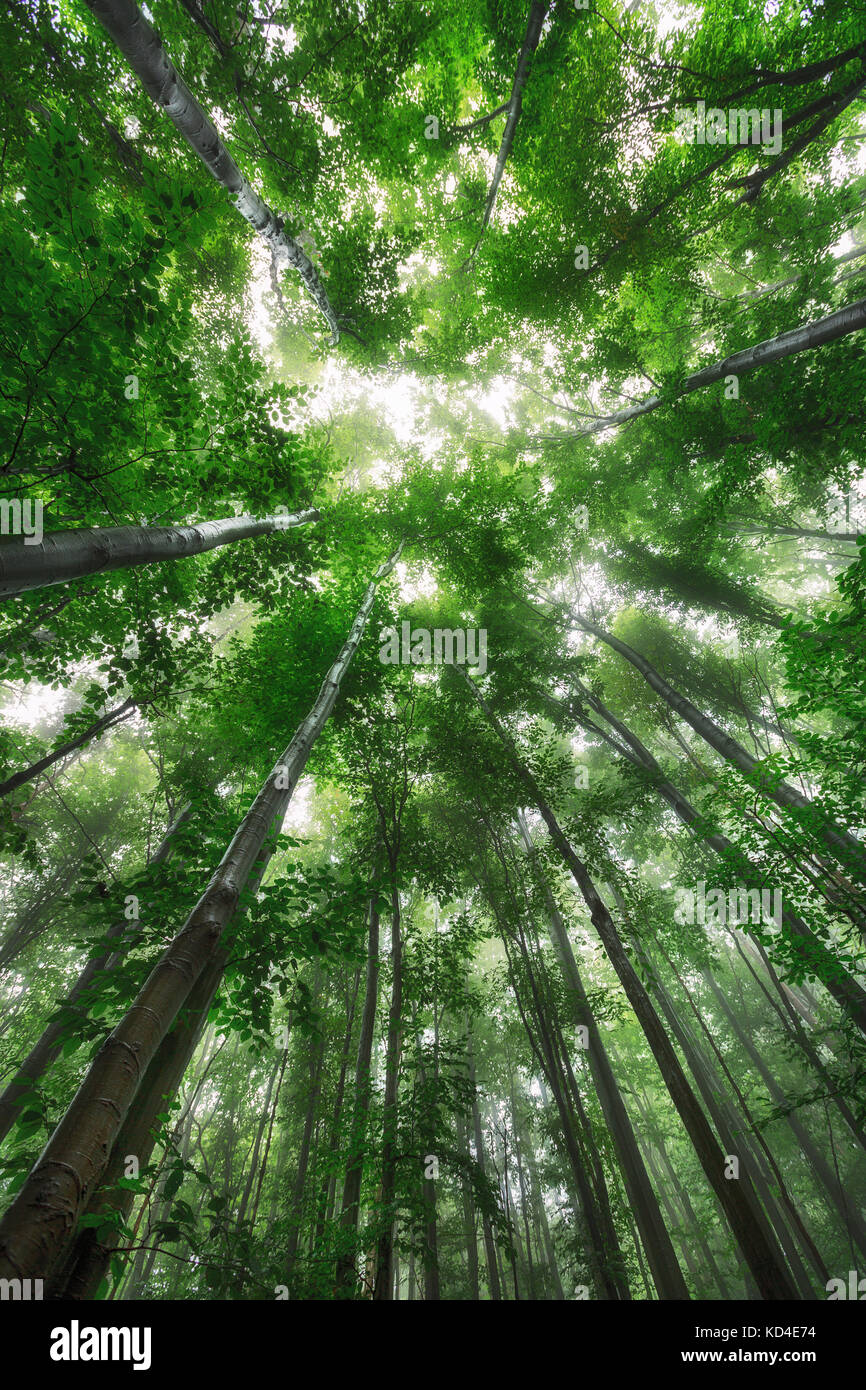 Beautiful nature at morning in the misty spring forest with sunshine ...