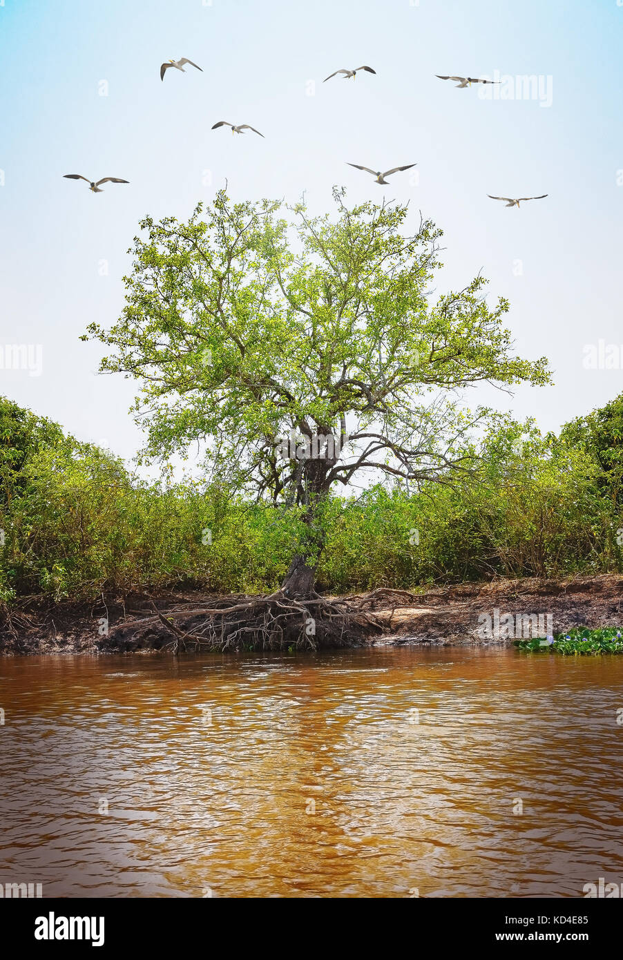 River bank tree root roots hi-res stock photography and images - Alamy