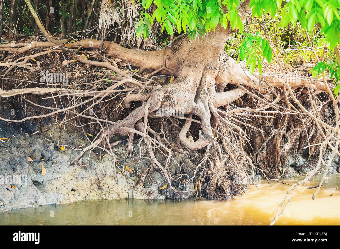 River bank tree root roots hi-res stock photography and images - Alamy