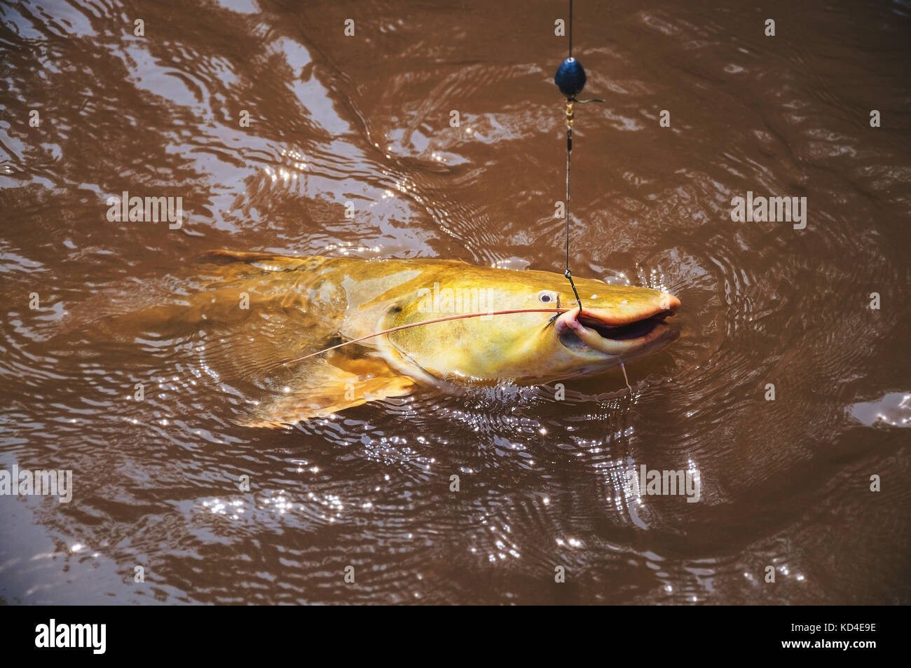 Fish mustache hi-res stock photography and images - Alamy