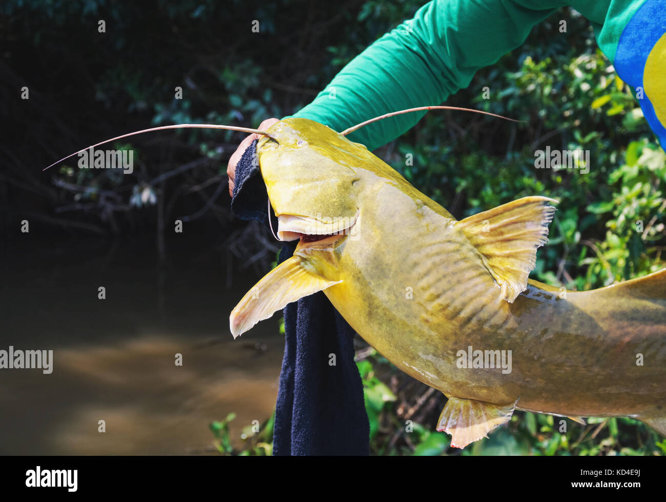 Jau fish hi-res stock photography and images - Alamy