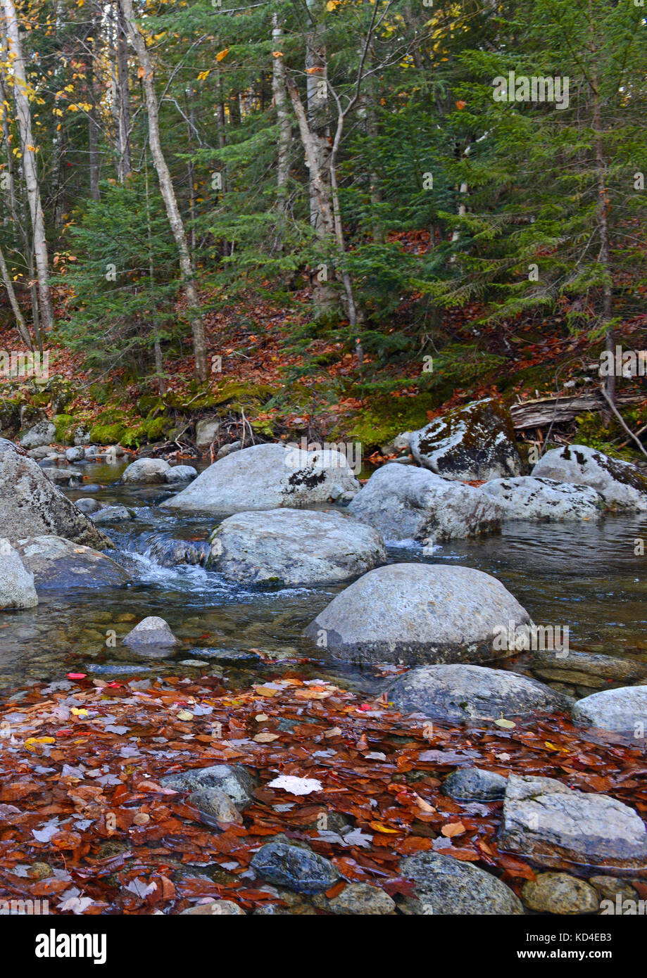 Autumn foliage with red, orange and yellow fall colors in A Northeast ...