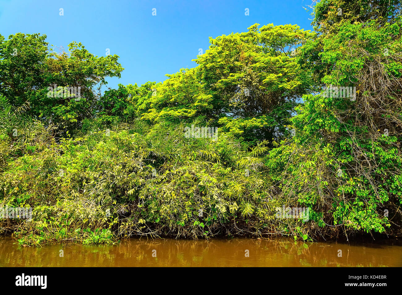 Landscape with the river and green vegetation of trees and plants on ...