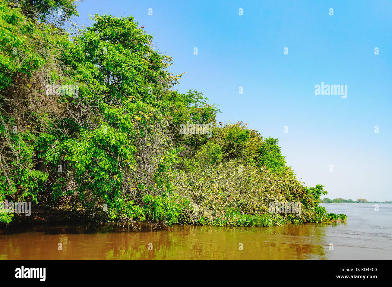River bank plants vegetation hi-res stock photography and images - Alamy