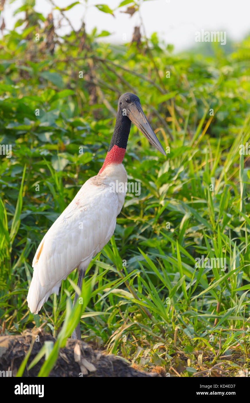 Tuiuiu bird over some plants on the margins of a river. Big bird with ...