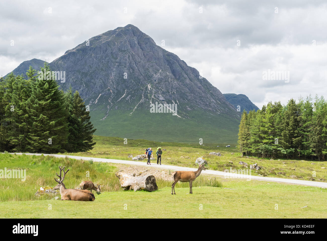 West Highland Way walkers, Scotland, UK Stock Photo - Alamy