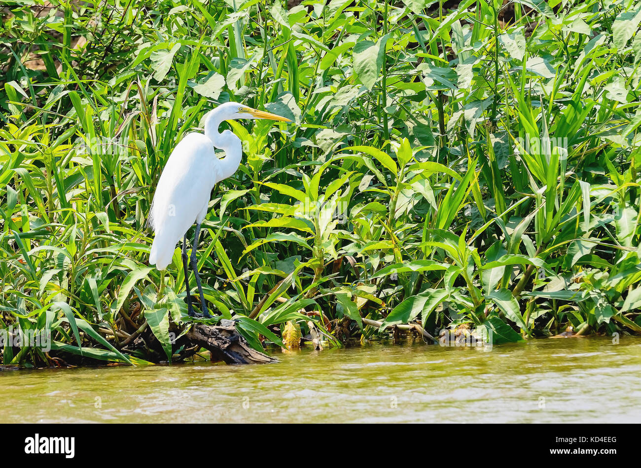 Garça branca grande hi-res stock photography and images - Alamy