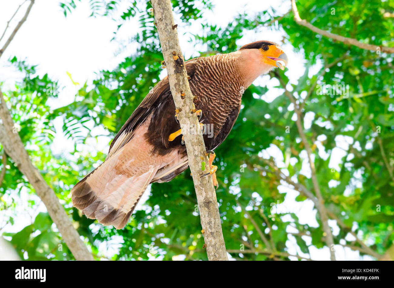 Hawk on a tree branch with brown and white feathers, a yellow beak with ...
