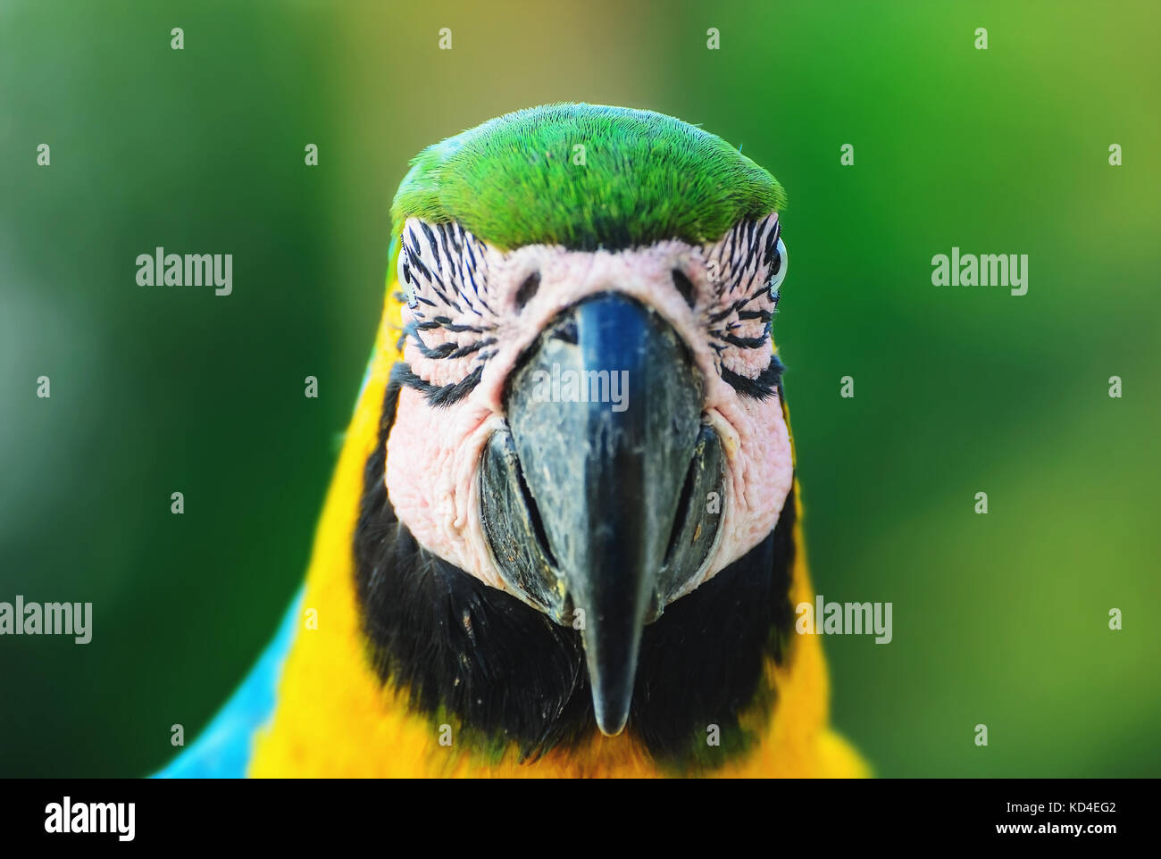 Blue-and-yellow macaw known as Arara-caninde in Brazil. Front view of a ...