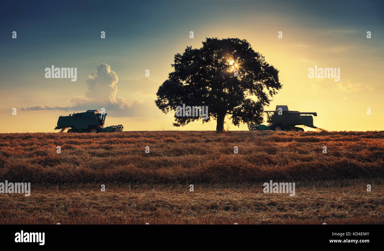 Grain harvest sunset combine harvester hi-res stock photography and ...