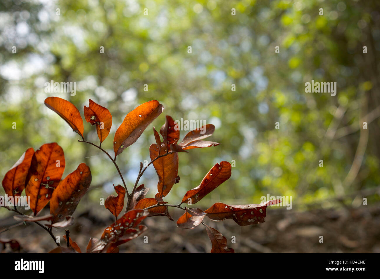 dry red leaves on branch closeup with forest background and sky Stock ...