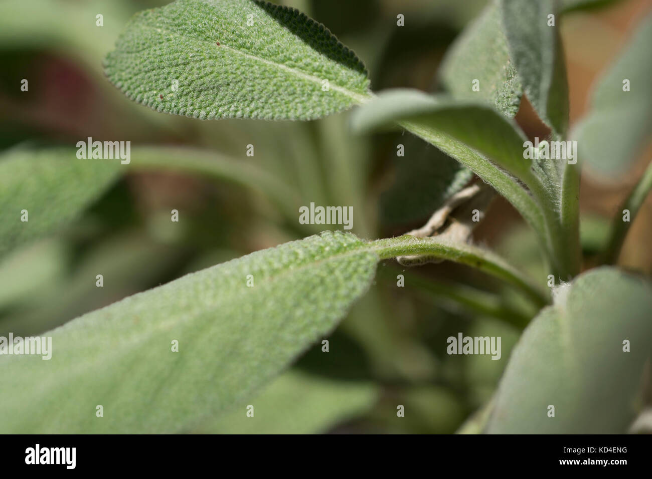 herb sage macro simple Stock Photo - Alamy