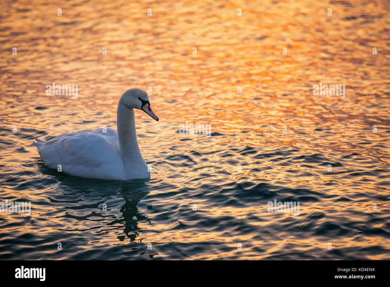 White swan in the sea with blue dark background on the sunrise Stock ...