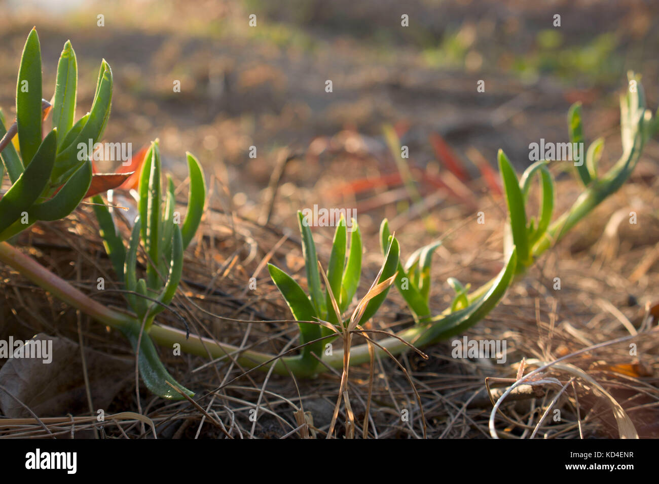 Plant in sunset hi-res stock photography and images - Alamy