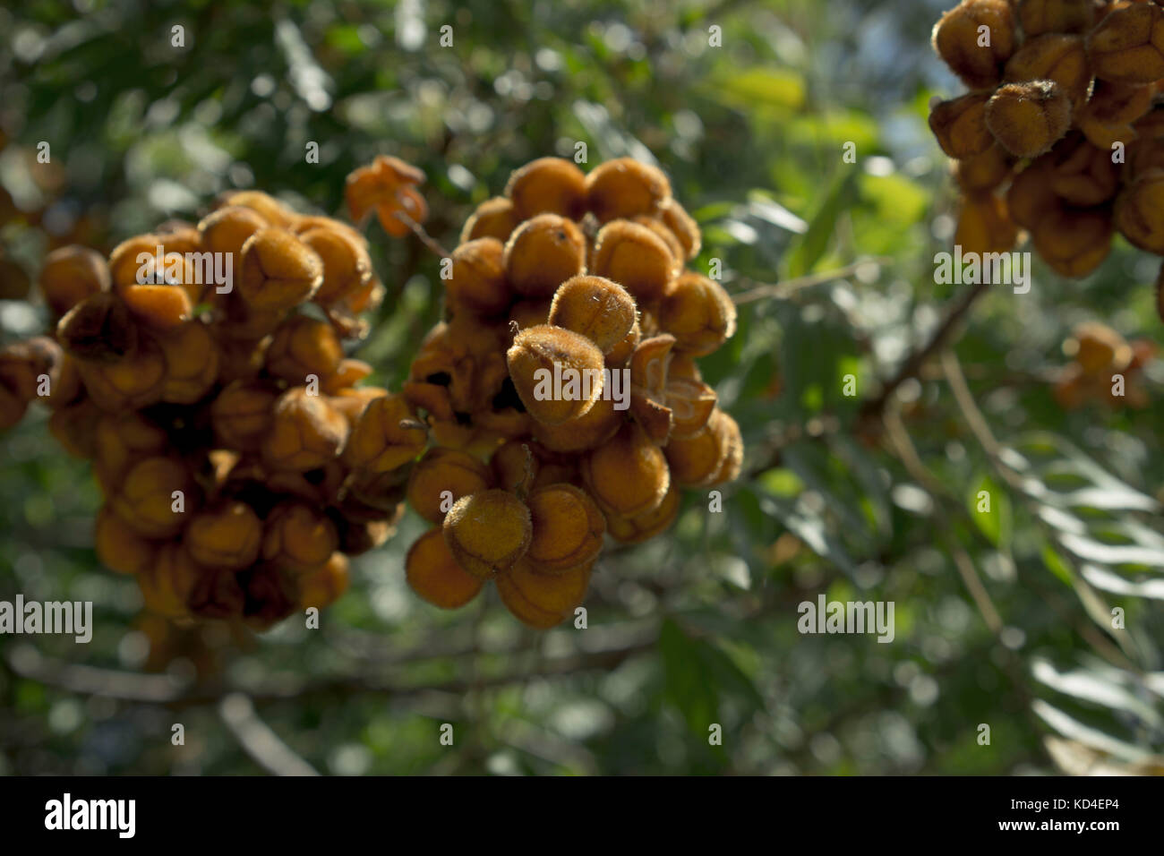 yellow, orange, unusual berries on a tree closeup Stock Photo - Alamy