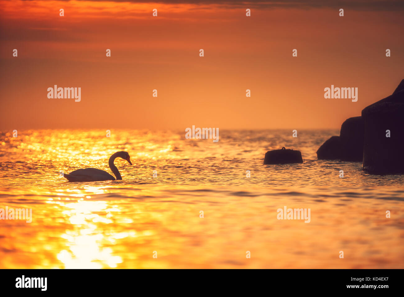White swan in the sea with blue dark background on the sunrise Stock ...