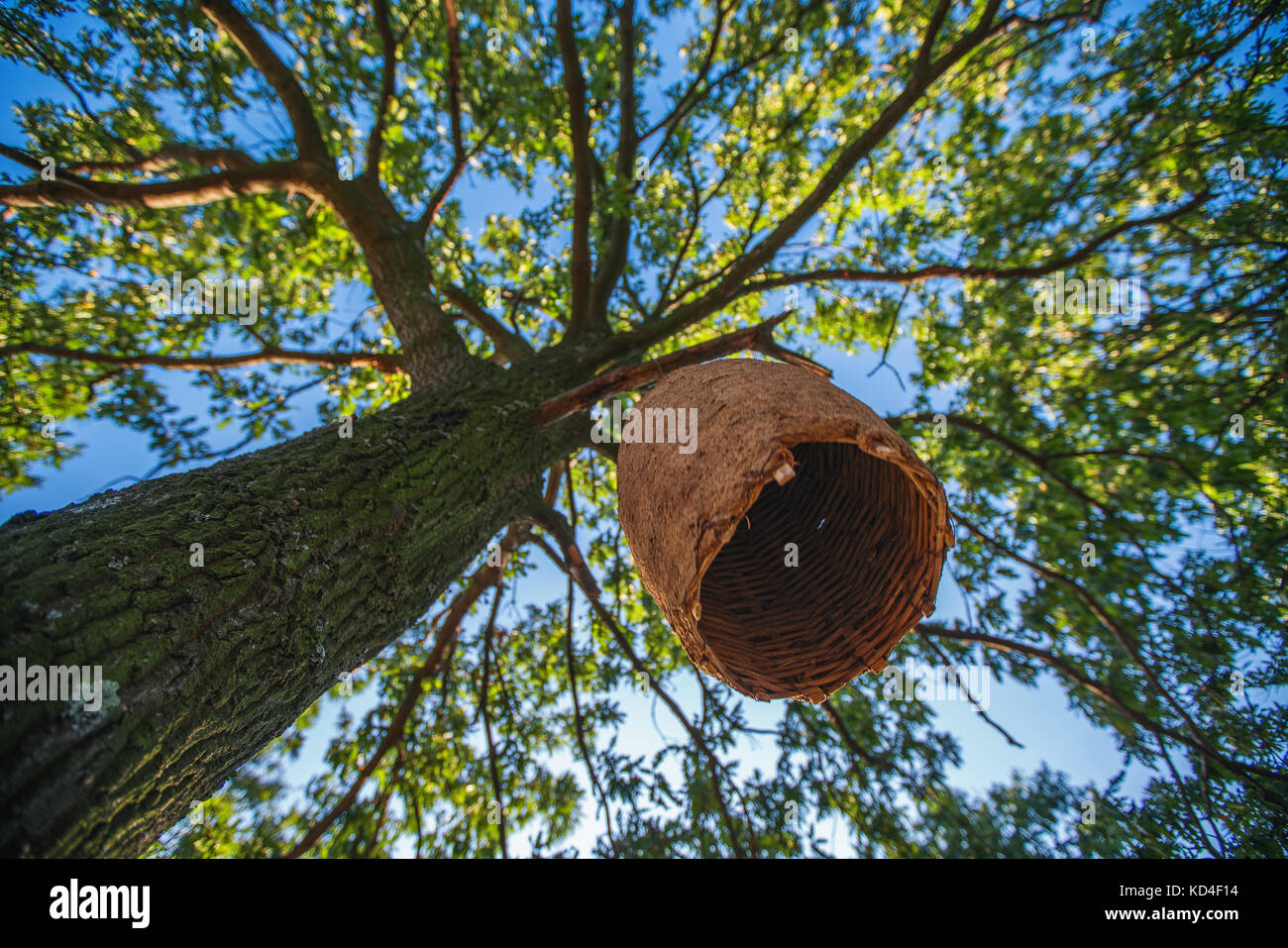 Beehive in tree hi-res stock photography and images - Alamy