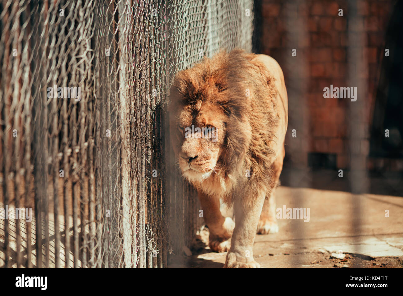 Predator cage lion cage hi-res stock photography and images - Alamy