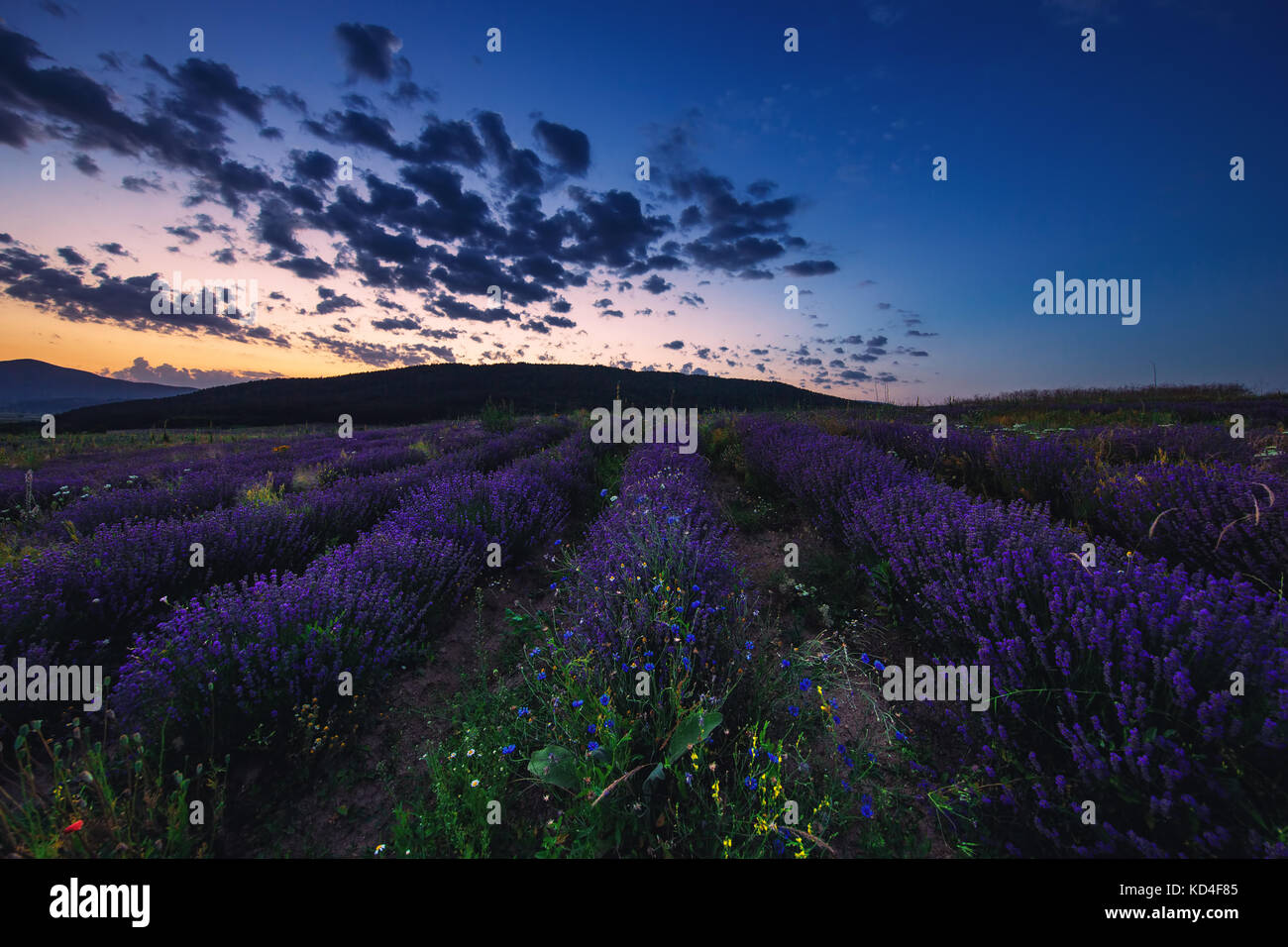 Lavender field at sunset Stock Photo - Alamy