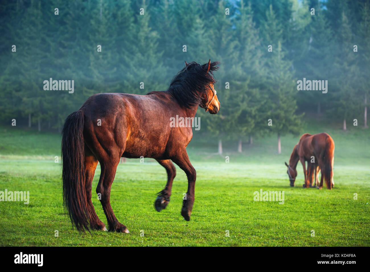 Horses grazing on pasture at misty sunrise Stock Photo - Alamy