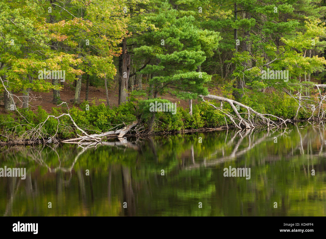 Lakeside landscape. Ashalnd State Park. Ashland, MA, US Stock Photo - Alamy