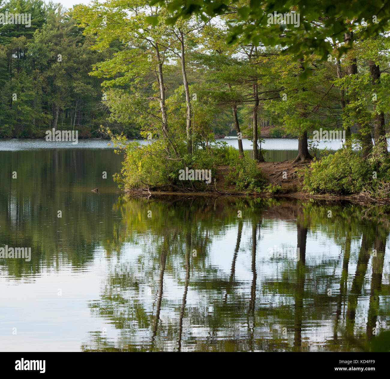 Lakeside landscape. Ashalnd State Park. Ashland, MA, US Stock Photo - Alamy
