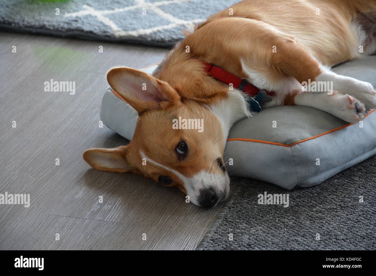 A red sable Welsh Pembroke Corgi puppy around his home in downtown ...