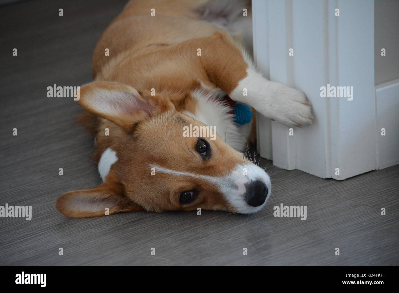 A red sable Welsh Pembroke Corgi puppy around his home in downtown ...