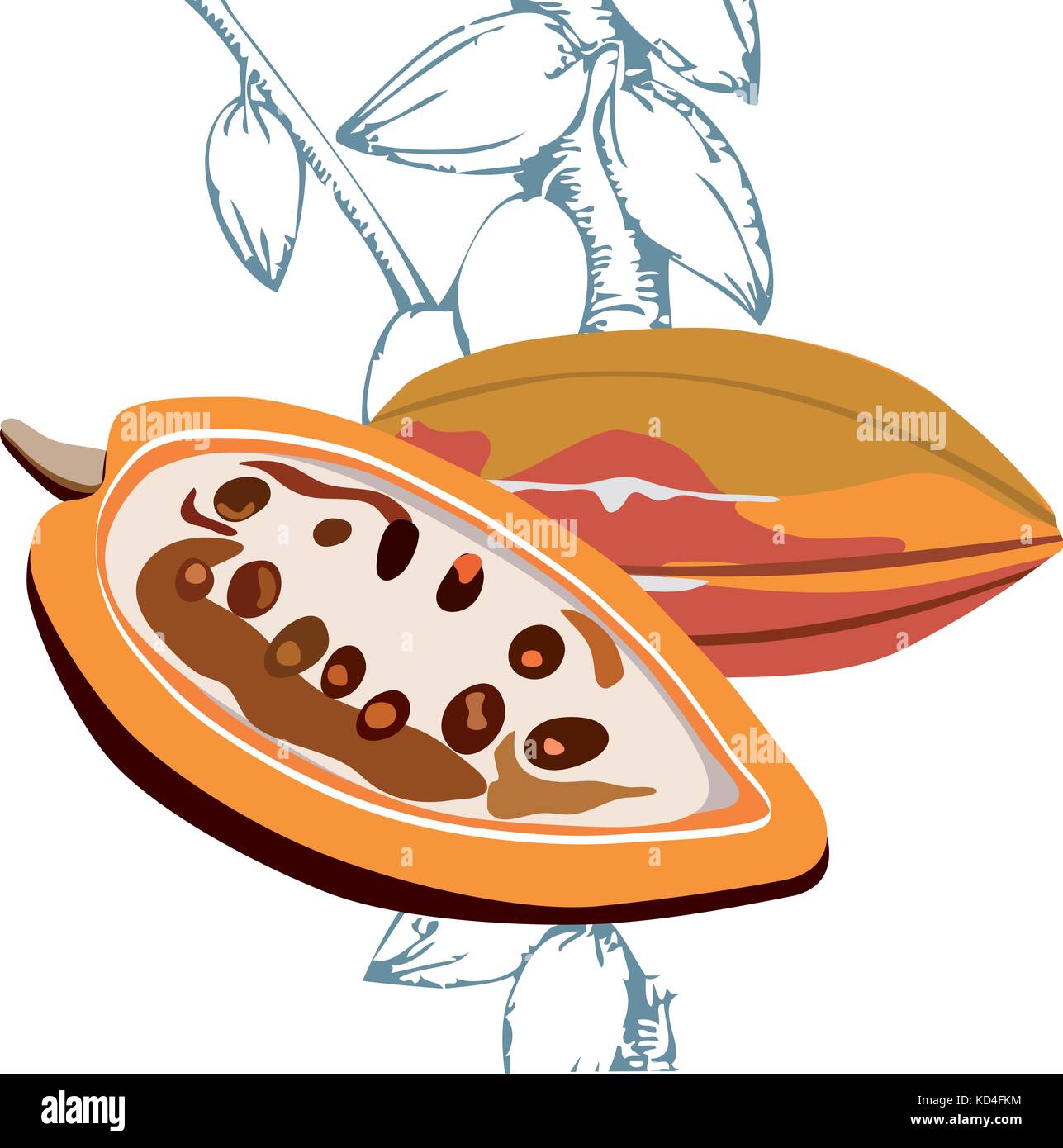 Cocoa pod illustration Stock Vector Images - Alamy