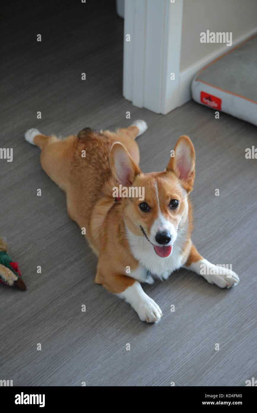 A red sable Welsh Pembroke Corgi puppy around his home in downtown ...