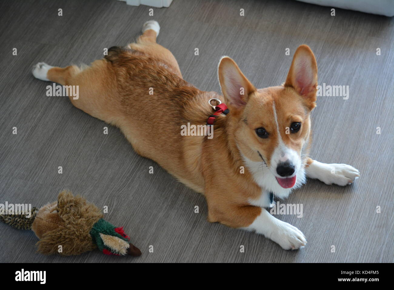 A red sable Welsh Pembroke Corgi puppy around his home in downtown ...